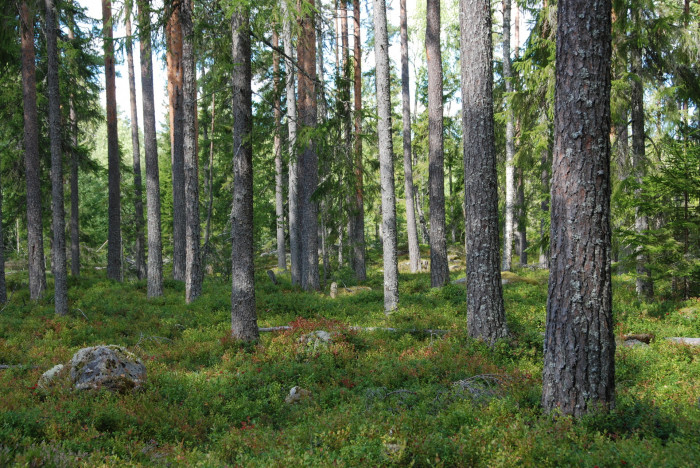 Skog i Trödje - ArealAreal
