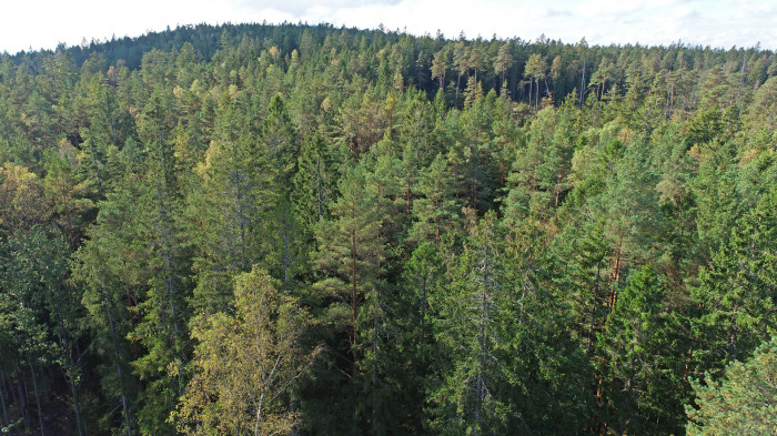 Köpa skog - Areal